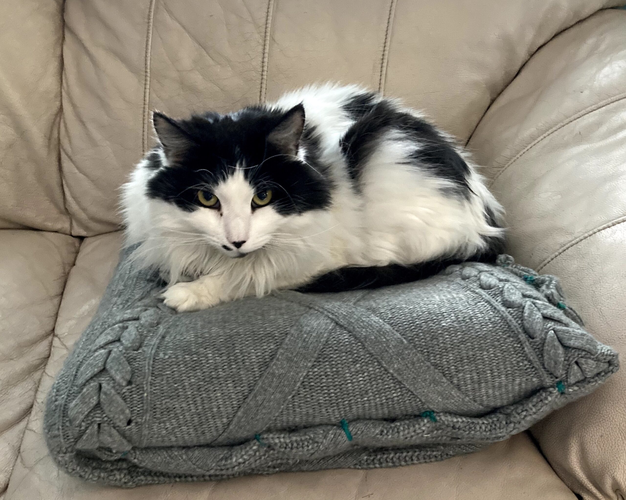 0000022 – Shelbee on the Edge